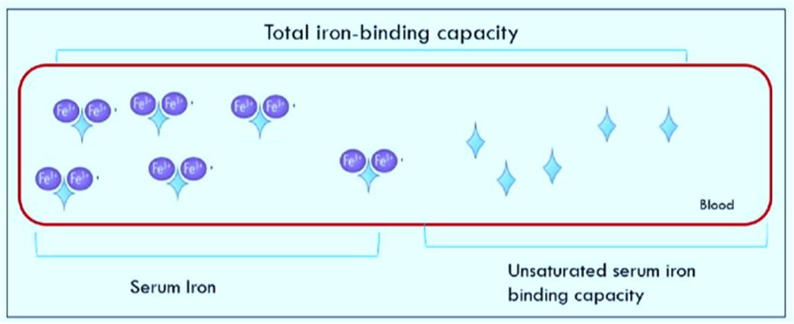 Transferrin saturation 계산기 - 의학계산기